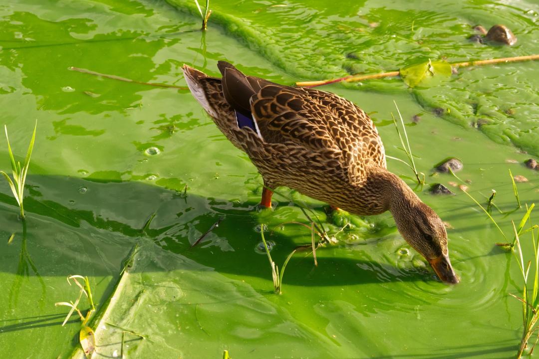 CU Careers Home | University of Colorado